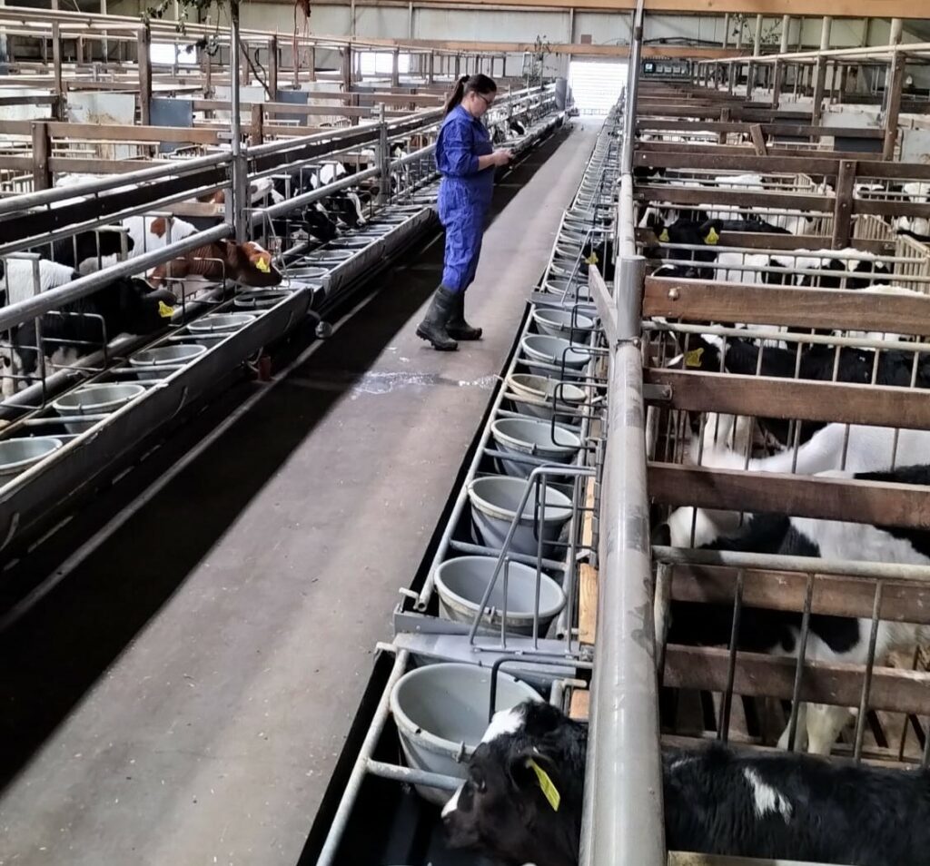Van kalf tot klant, het verhaal van Kalverhouderij Groen